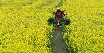 India’s biotech regulator recommends environmental release of GM mustard