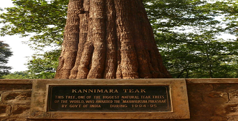 Kannimara Teak still growing in height and girth