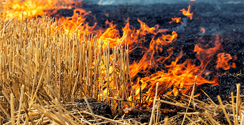 Stubble Burning